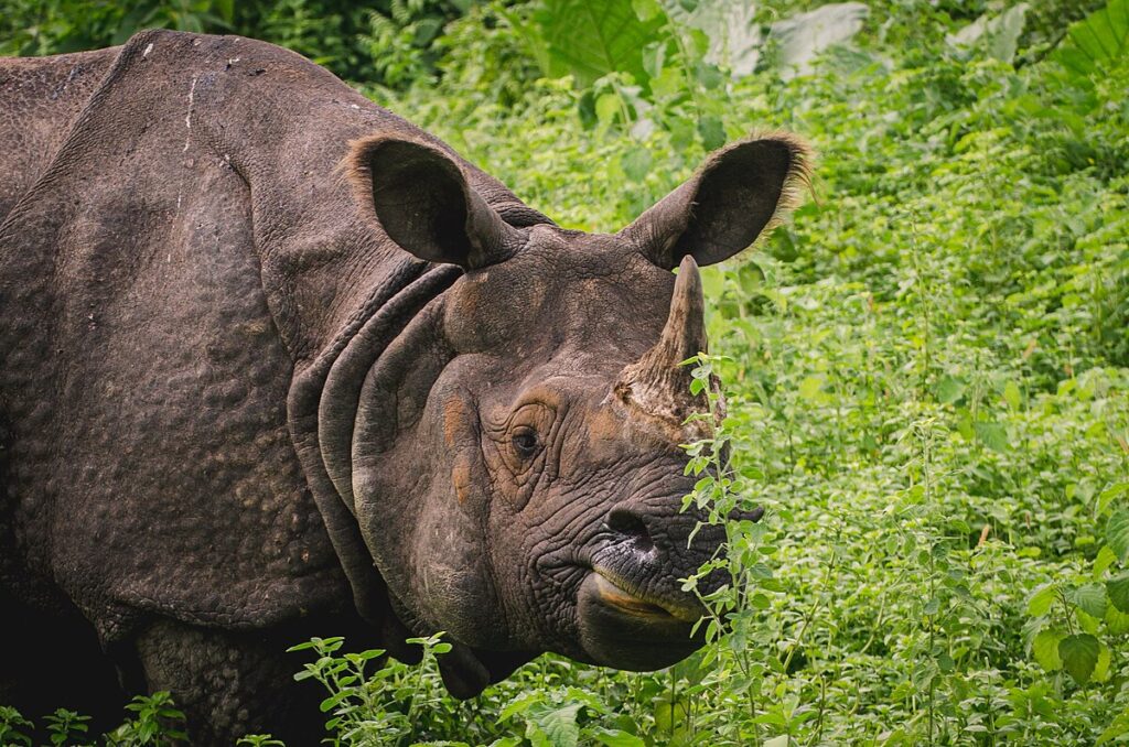 Exploring Manas National Park's Breathtaking Biodiversity